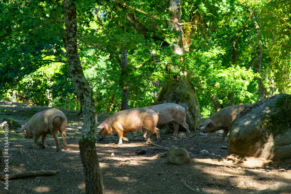 Celtic, Iberian pigs in freedom, between a natural and green landscape ...