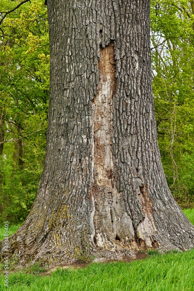 Trunk of a sick oak tree. Missing bark or areas where bark is falling ...