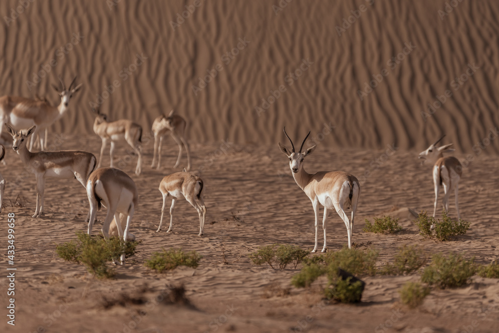 Gazelles in the Arabian Desert in Dubai - UAE.... These majestic ...