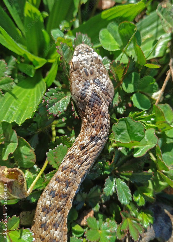 Detailed view of the upper part of the head and scales of the Seoane ...