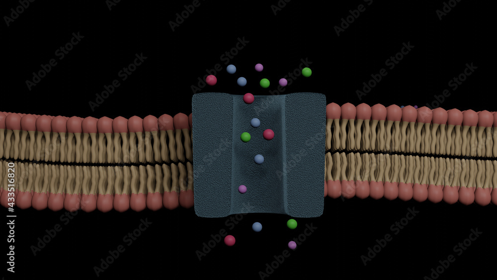 Glycoprotein bilayer cell membrane cross section and its ion channel ...