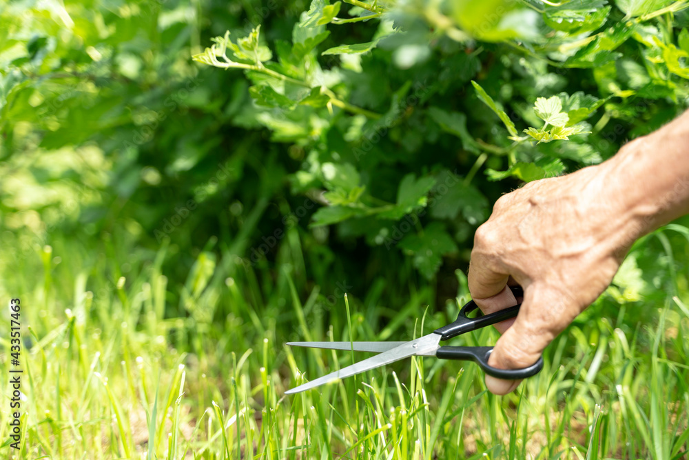 a man's hand mows the lawn with scissors, the concept of cutting and ...