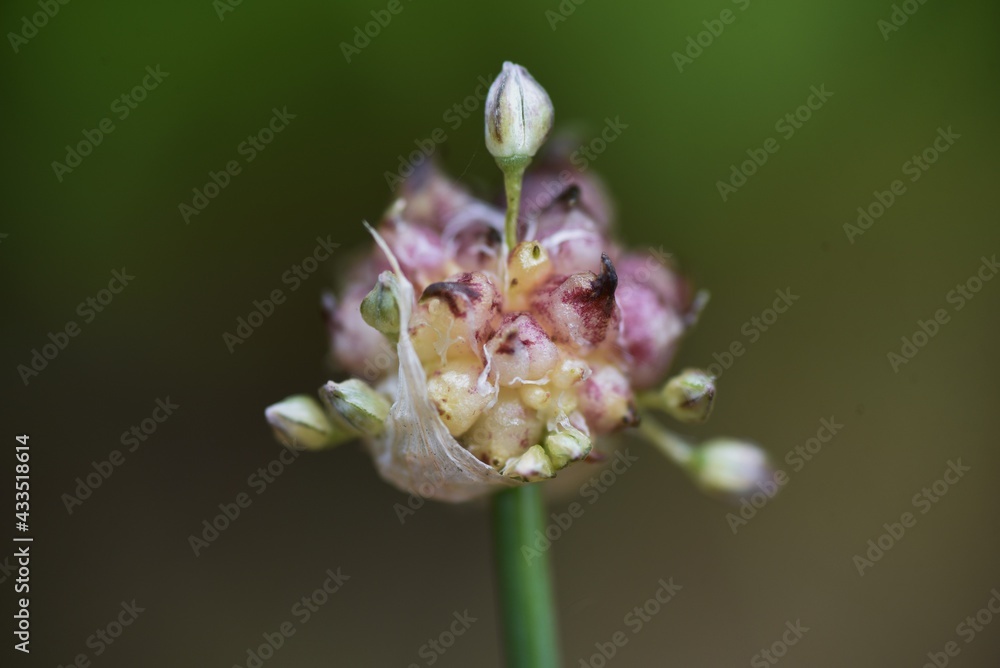 Foto de The propagule (Bulbil) of Wild rocambole. Propagule (Bulbil) is ...