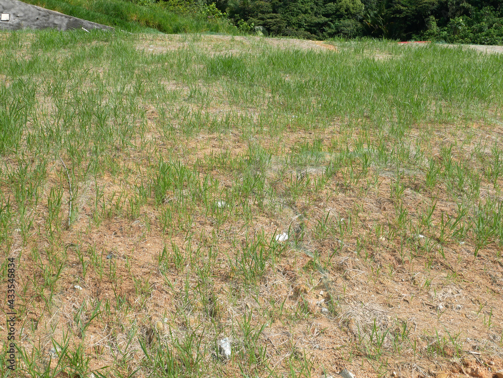 Permanent slope protection with the natural grass using the hydroseed ...