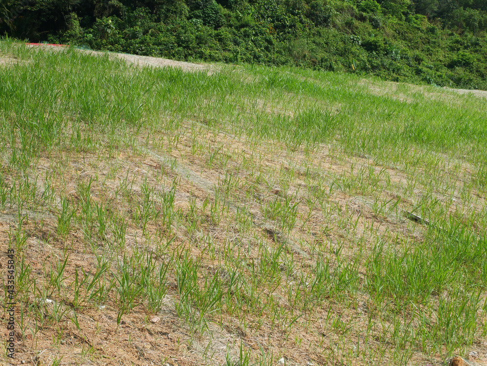 Permanent slope protection with the natural grass using the hydroseed ...