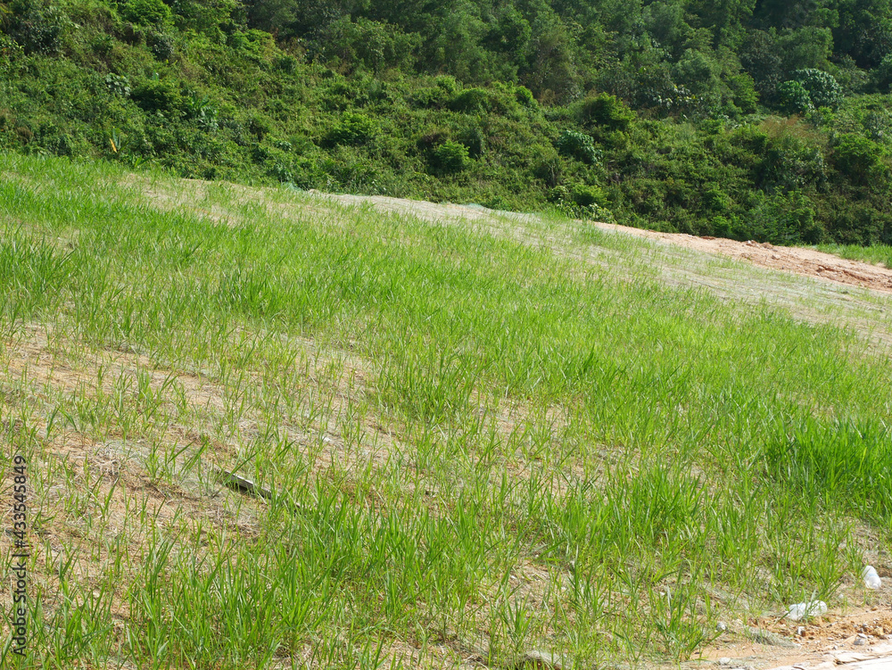 Permanent slope protection with the natural grass using the hydroseed ...