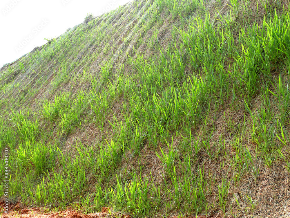 Permanent slope protection with the natural grass using the hydroseed ...