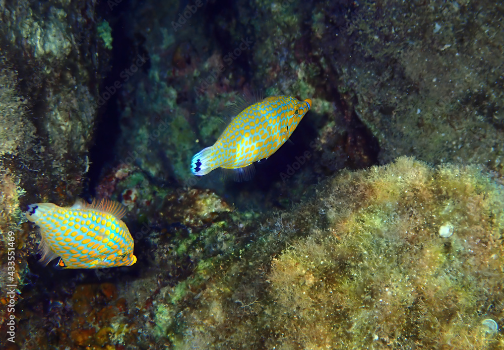 Red Sea long-nose file-fish, scientific name is Oxymonocathus halli. It ...