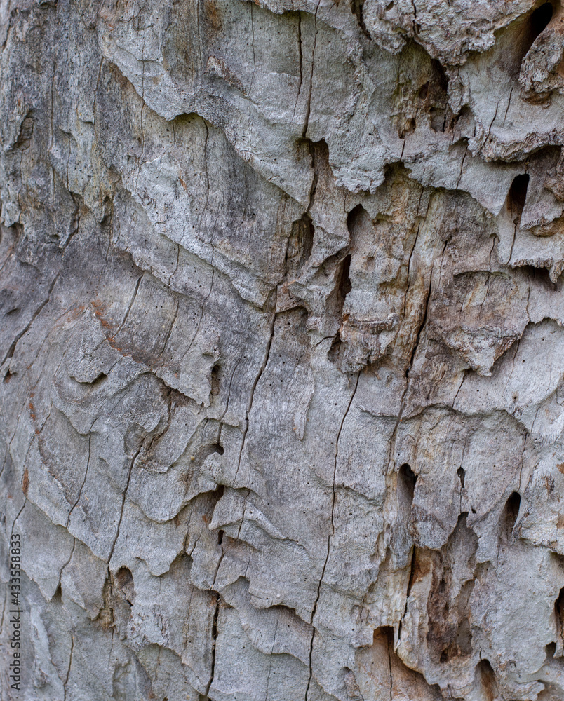 Cypress Oak ( Quercus robur Fastigiata ) dead tree trunk. Close up ...