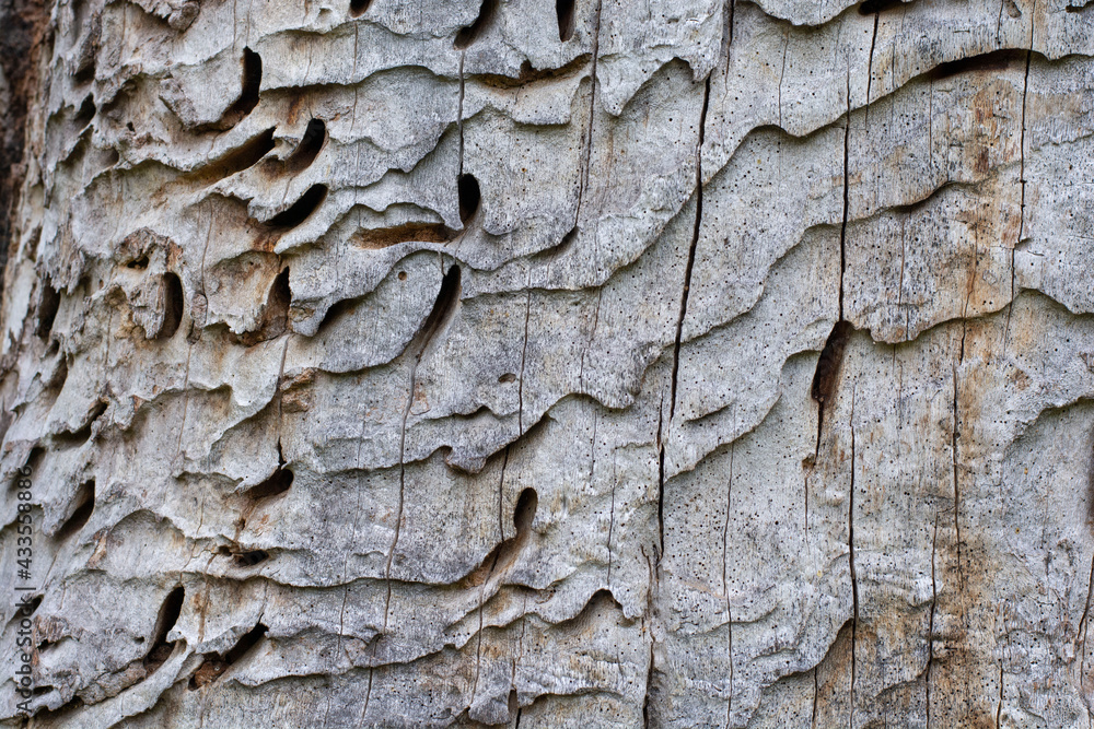 Cypress Oak ( Quercus robur Fastigiata ) dead tree trunk. Close up ...