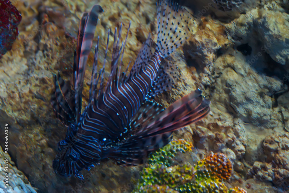 deep-sea portrait of bright and unusual sea creatures Stock Photo ...