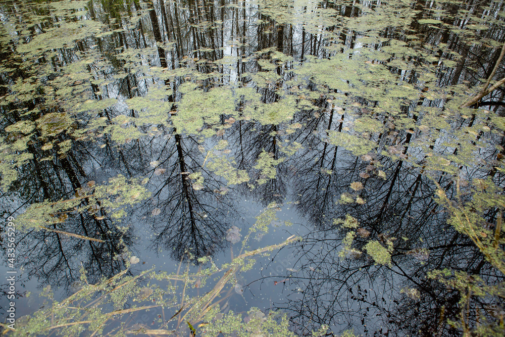 Trees are reflected in overgrown water in the swamp. Swamp in the ...