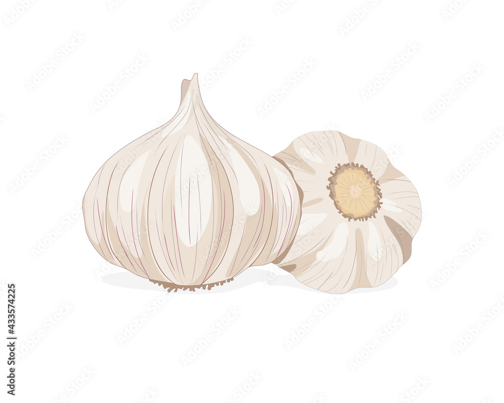 Isolated garlic whole object on white background. Food ingredient ...