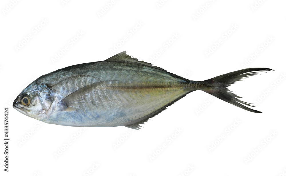 Jack or Trevallie or Kingfish fish isolated on white background ...