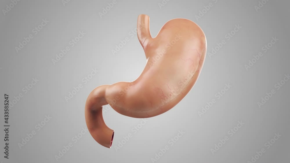 Anatomically accurate realistic 3d animation of human internal organ ...