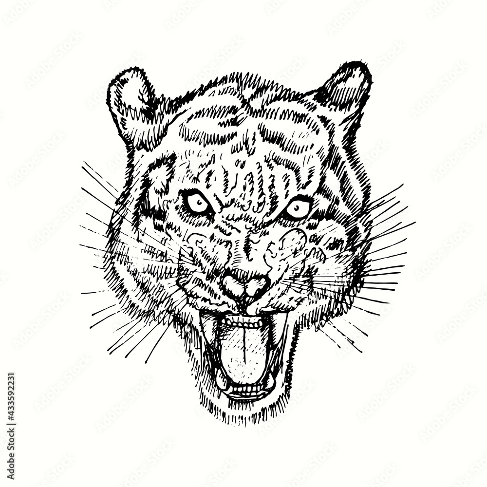 Tiger growling muzzle front view. Ink black and white doodle drawing in ...