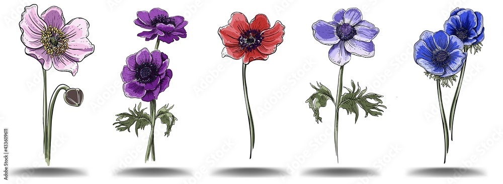 A set of anemone colors of different colors hand draw, isolated objects ...