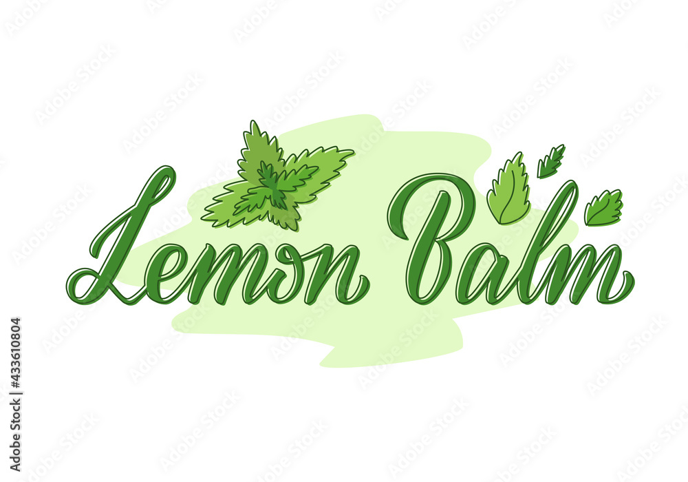 Vetor de Vector illustration of lemon balm lettering for packages ...