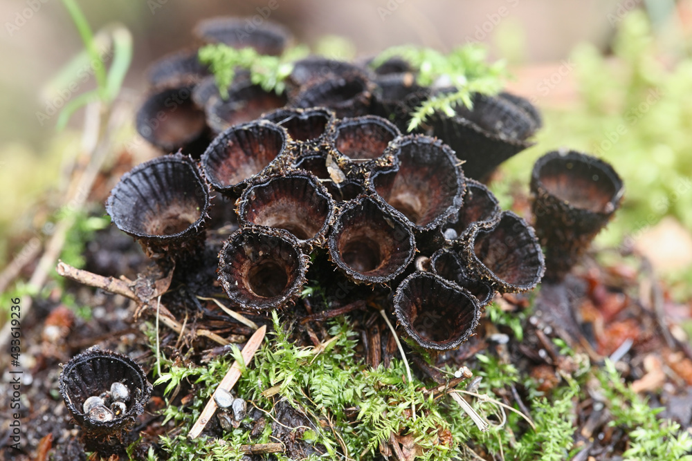 Cyathus striatus, known as the fluted bird's nest fungus or splash cup ...