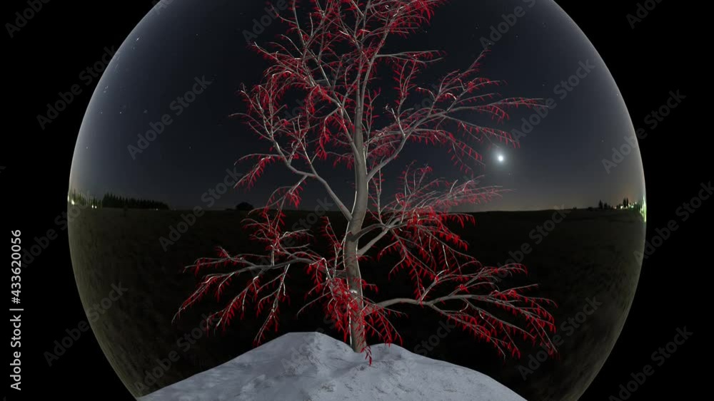 The camera zooms out to take turns looking at a tree with red leaves in ...