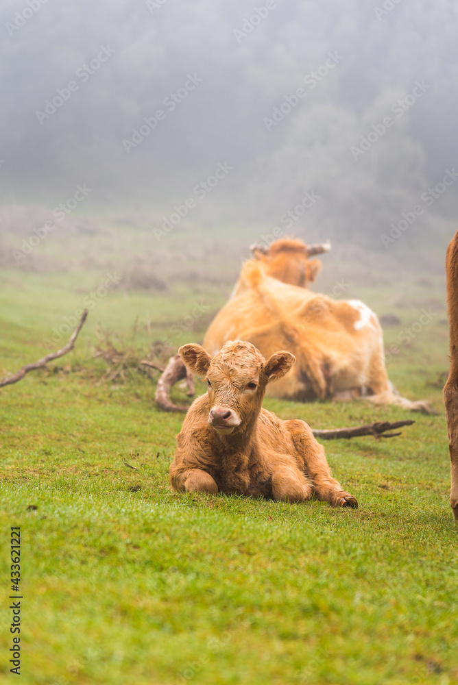Laurel forest in Madeira island ancient place for landscape photography ...