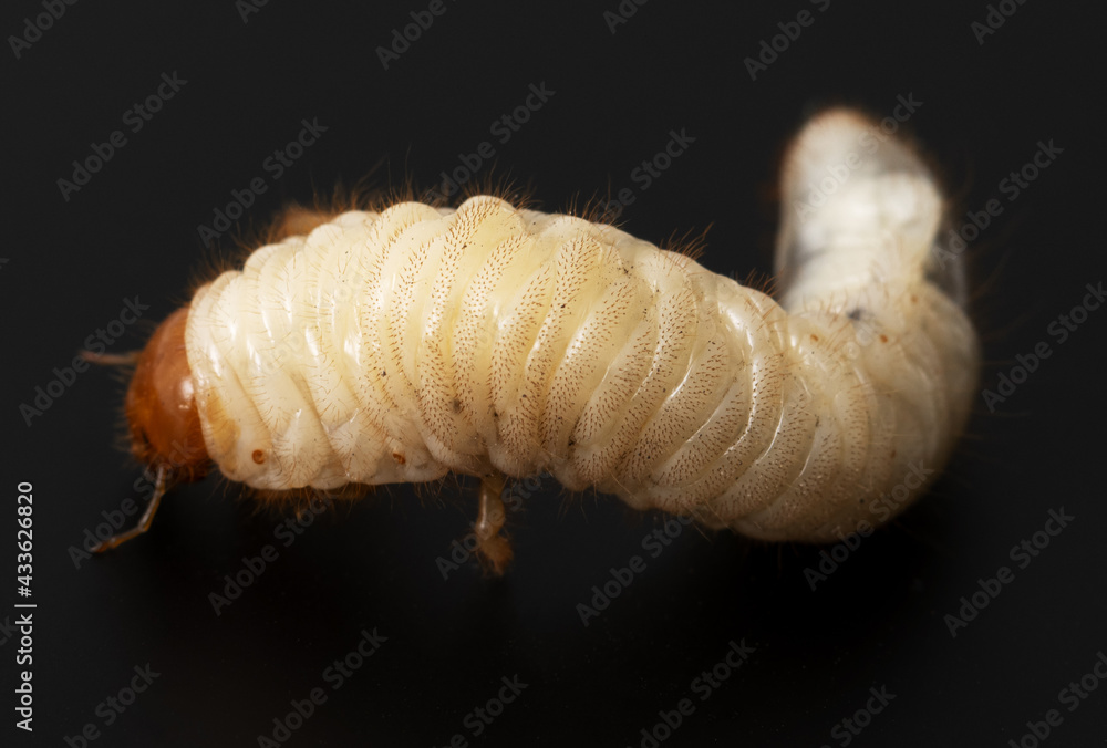 Beetle larva on a black background. Stock Photo | Adobe Stock