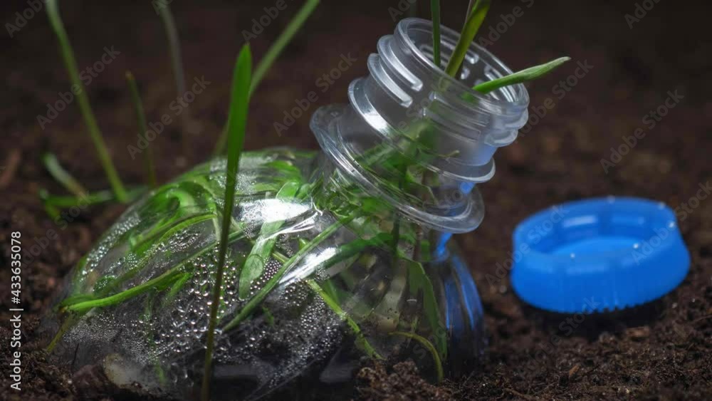 rye plants growing through a plastic bottle timelapse. plastic waste ...