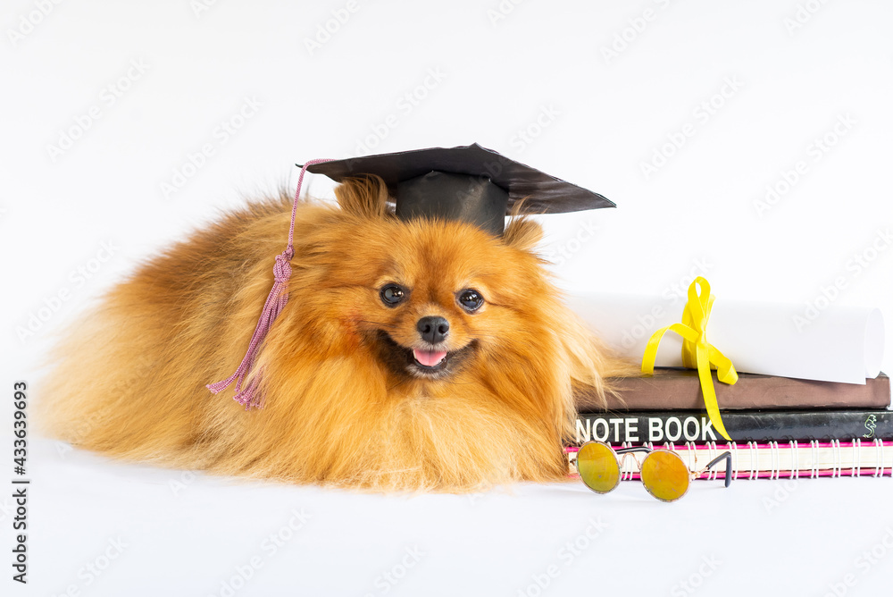 Graduated Puppy dog pomeranian in bachelor hat lying on a white ...