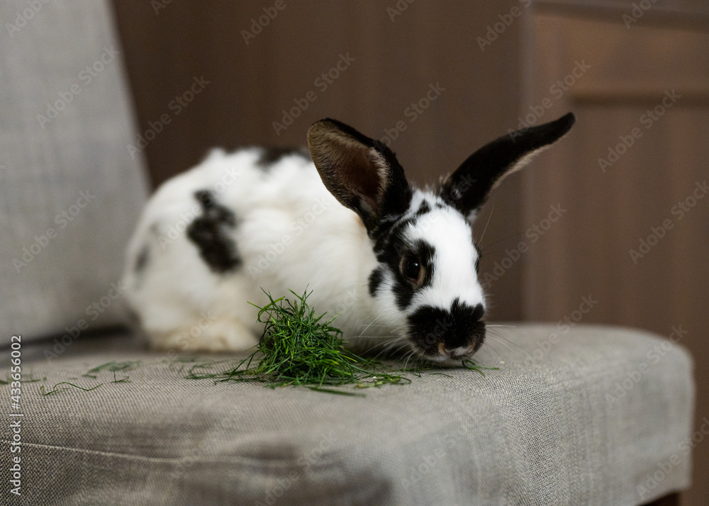 Black and white rabbit eating green grass sitting in a chair at home ...