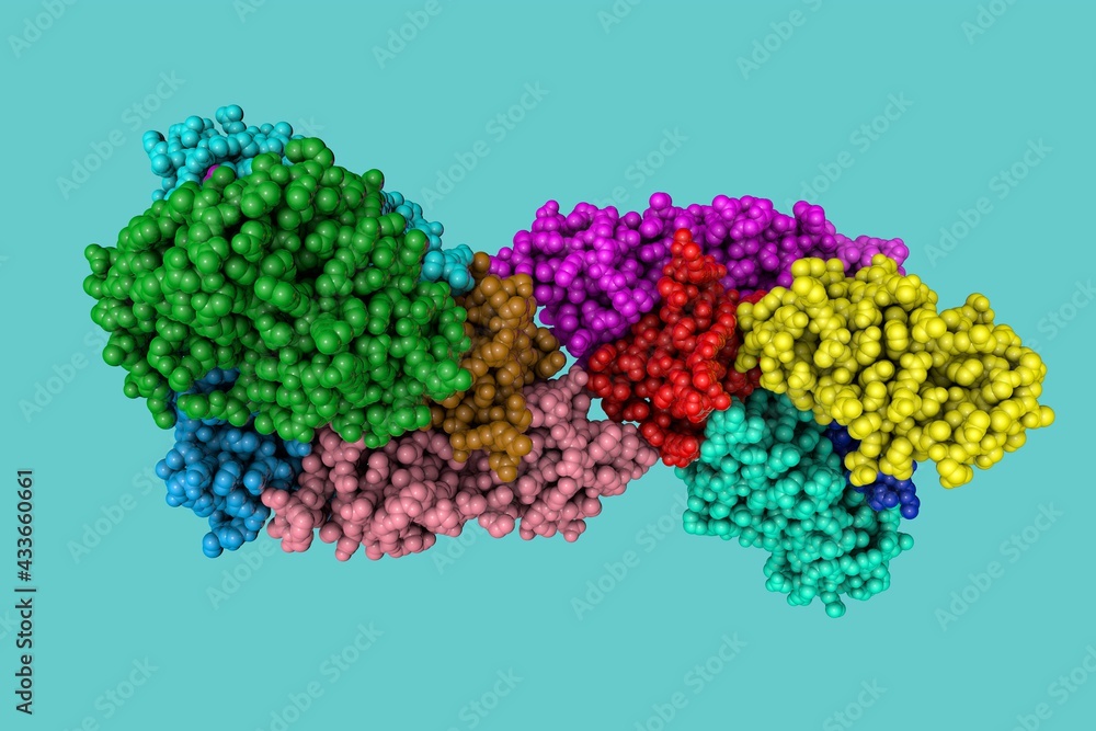 Space-filling molecular model of pertussis toxin. Rendering with ...