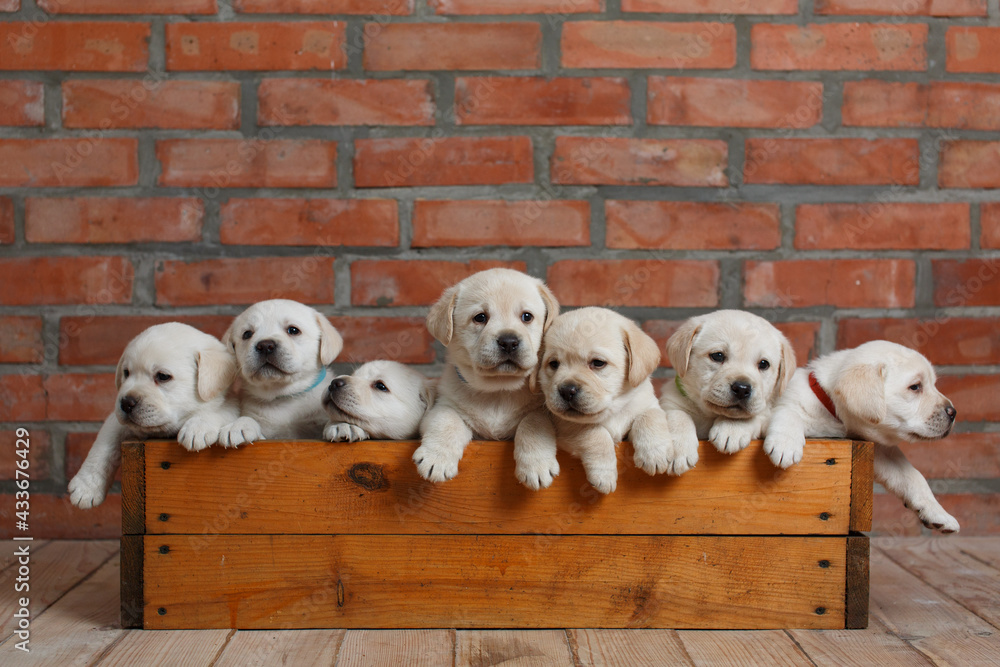 seven labrador puppy sitting in wooden box on brick wall background ...