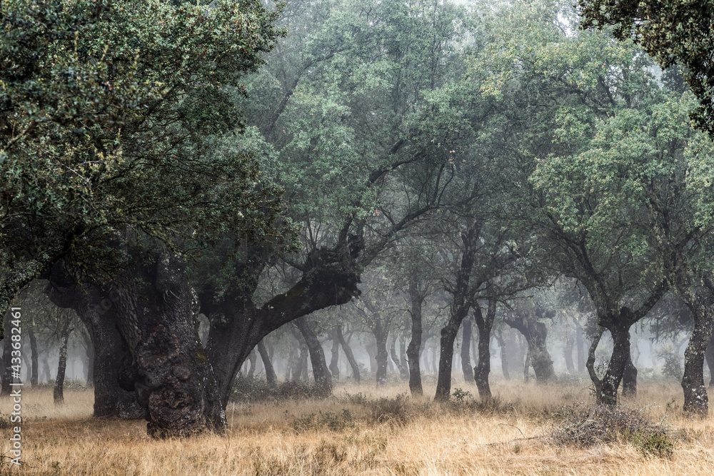 Ancient holm oak forest (Quercus ilex) in a foggy day with centenary ...