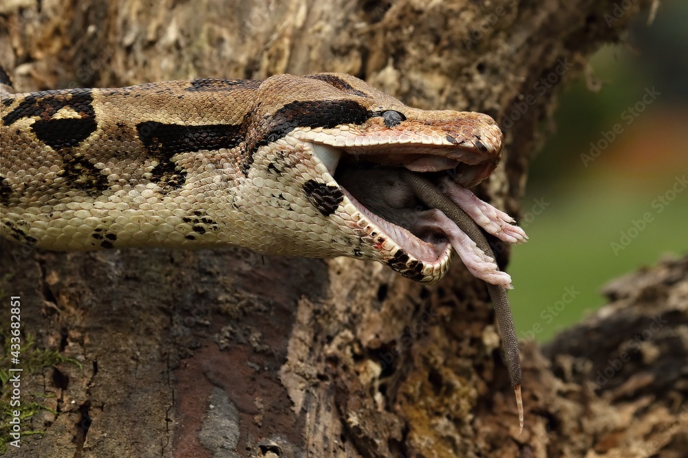 The boa constrictor (Boa constrictor), also called the red-tailed boa ...