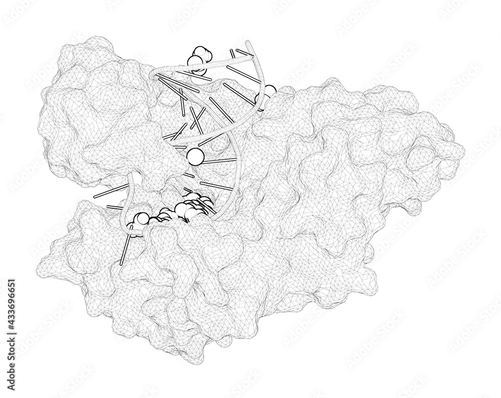 3D rendering as a line drawing of a molecule. Structural basis for the ...