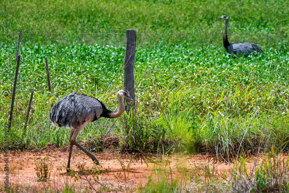 Greater Rhea photographed in Chapada dos Veadeiros National Park, Goias ...