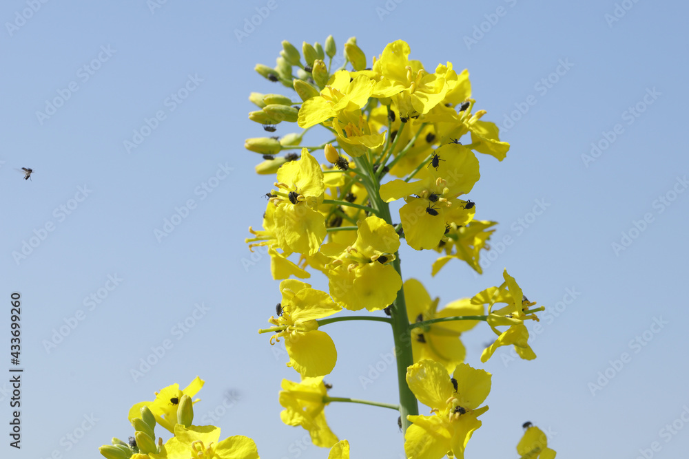 Foto de The cabbage seed pod weevil, Ceutorhynchus obstrictus (formerly ...