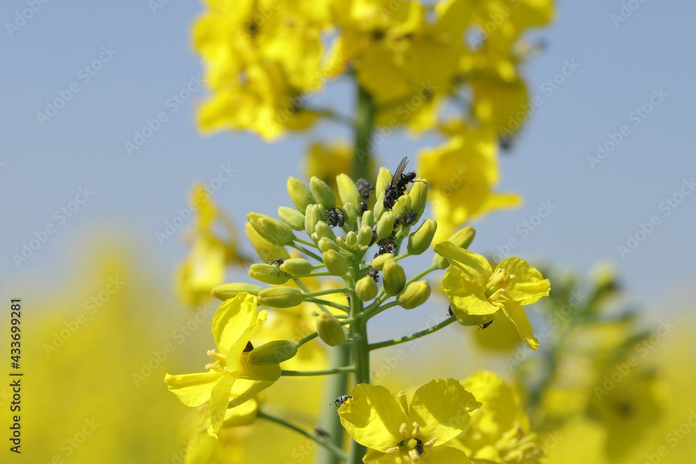 The cabbage seed pod weevil, Ceutorhynchus obstrictus (formerly called ...