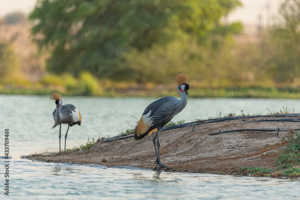 Common Crane Birds at Qudra Lakes in Dubai UAE Stock Photo | Adobe Stock