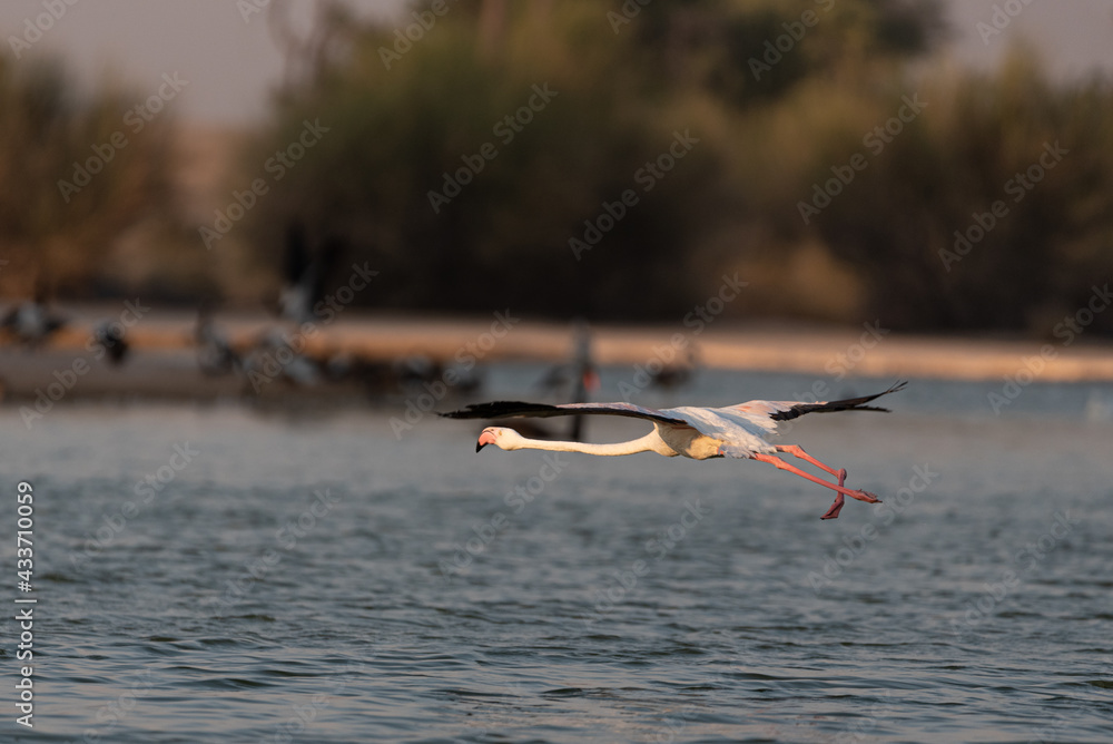 Flamingos in the Al Qudra Lakes in the desert of Dubai - UAE Stock ...