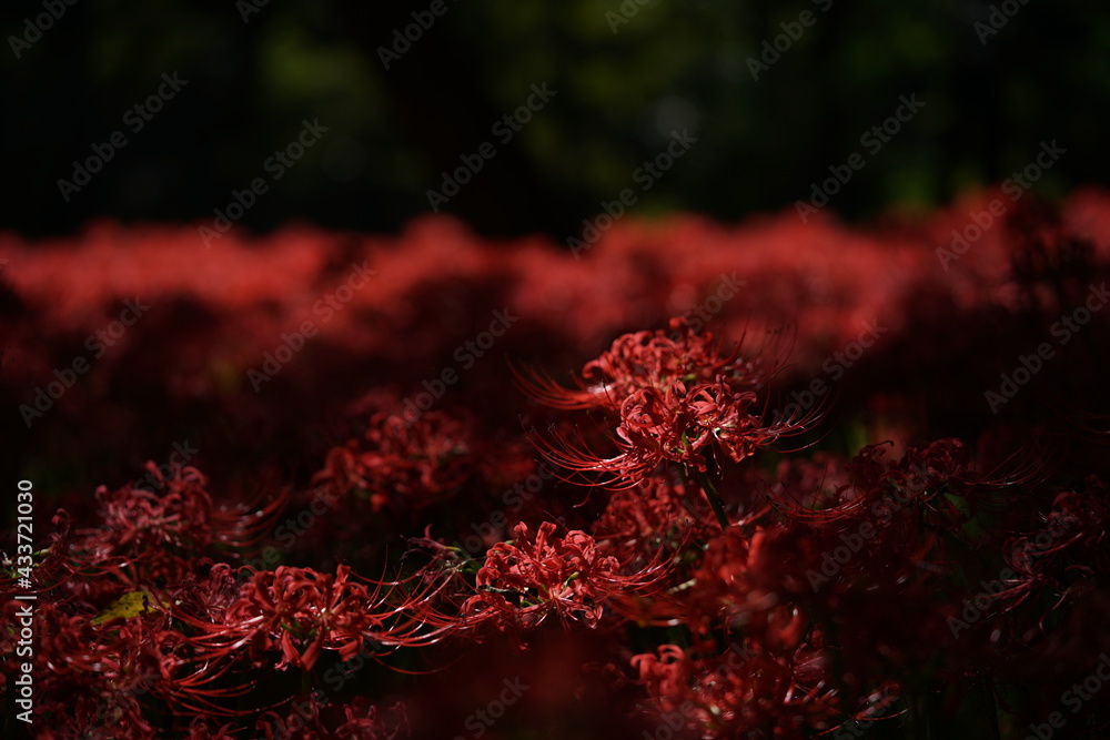 Red Flowers of Lycoris radiata in Full Bloom Stock Photo | Adobe Stock