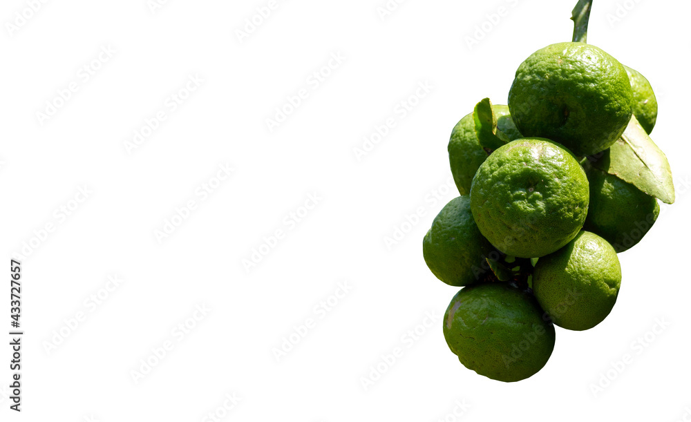 Citrus hystrix, called the kaffir lime, is a citrus fruit native to ...