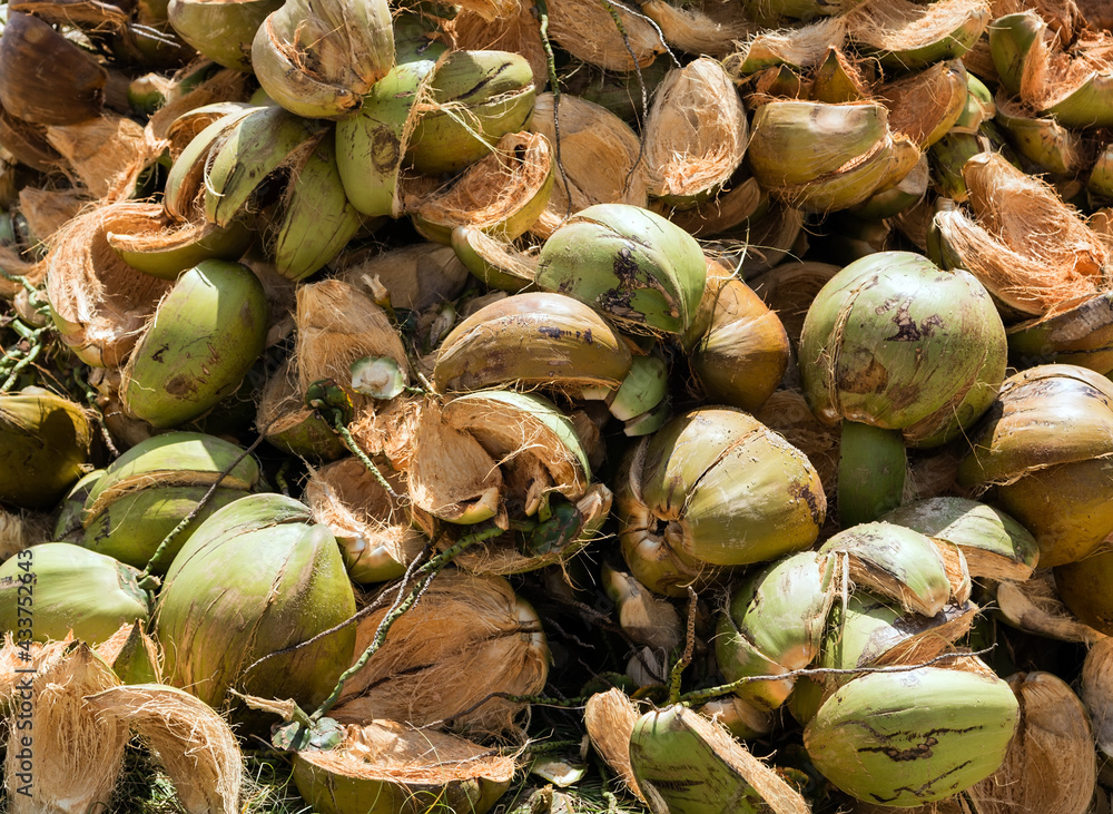 Coconut Coir Coco shells Stock Photo | Adobe Stock