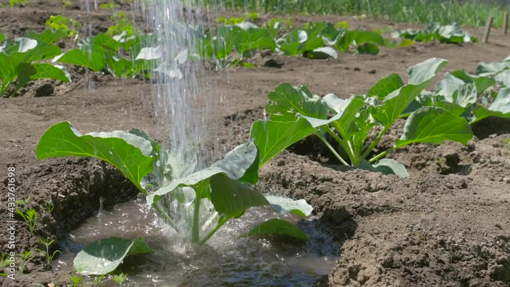 Irrigation, watering with garden watering can of cabbage seedlings in ...