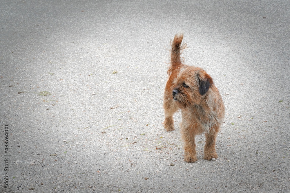 Lonely yorkshire terrier background with copy space for animal care ad ...
