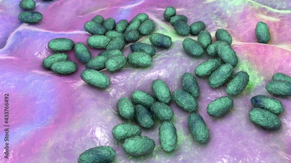 Whooping cough bacteria Bordetella pertussis, 3D animation. Gram ...