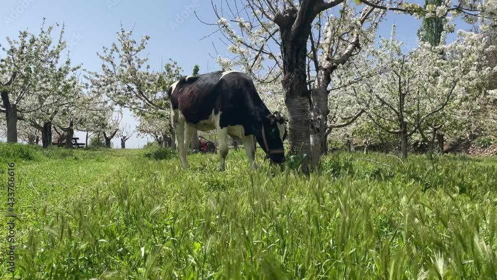 Black and white cows eating grass among flowering cherry trees. In the ...