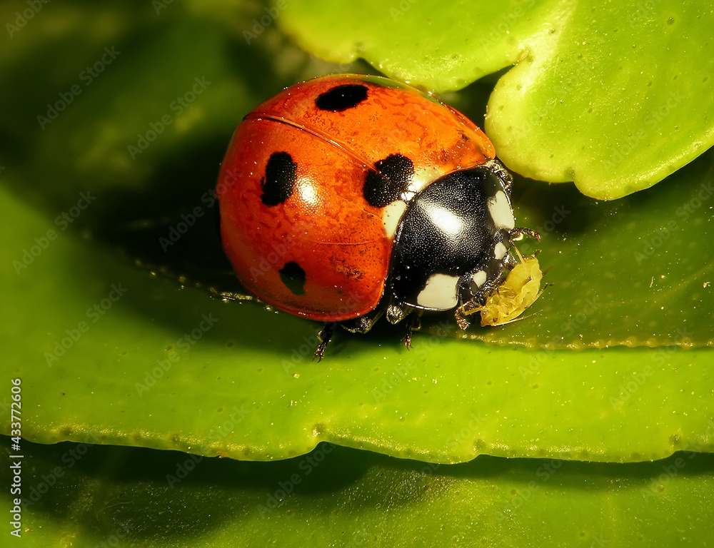 Seven-spot ladybird (ladybug), Coccinella septempunctata (Coleoptera ...