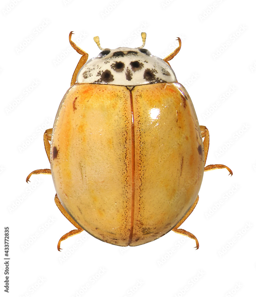 Ladybug (ladybird), Harmonia axyridis (Coleoptera: Coccinellidae ...