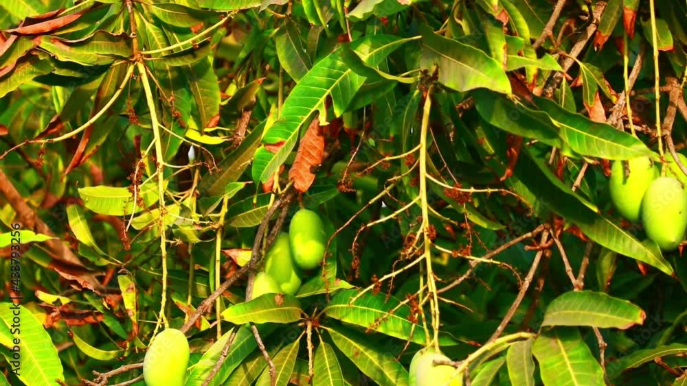 large scale mango cultivation,Plantations with organic mango trees with ...