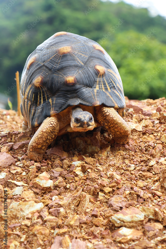 Portrait of radiated tortoise,The radiated tortoise eating flower ...